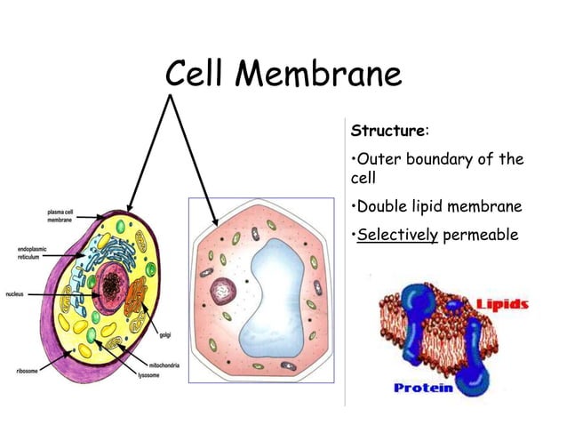cells_and_their_functions_zitzmann_2017.ppt