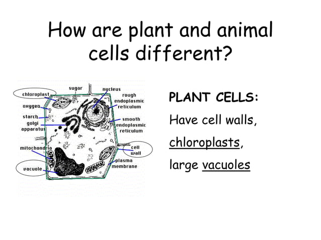 cells_and_their_functions_zitzmann_2017.ppt