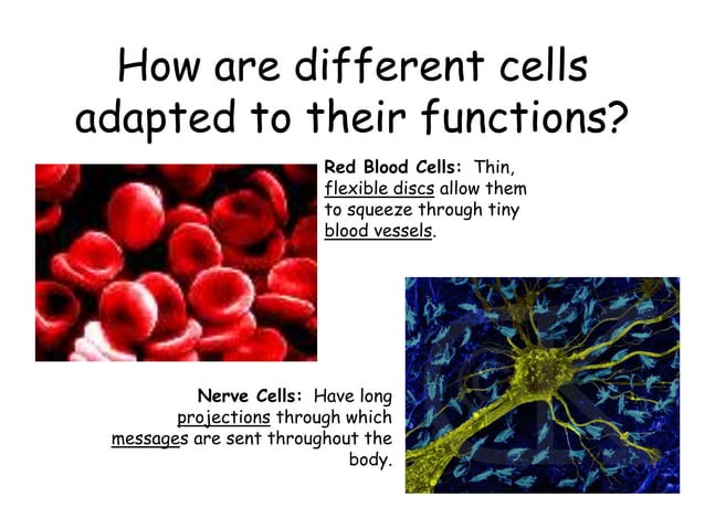 cells_and_their_functions_zitzmann_2017.ppt