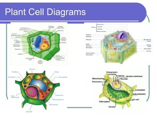 Cells and their organelles | PPT