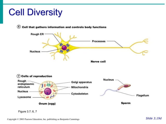 Cells_and_Tissues.ppt