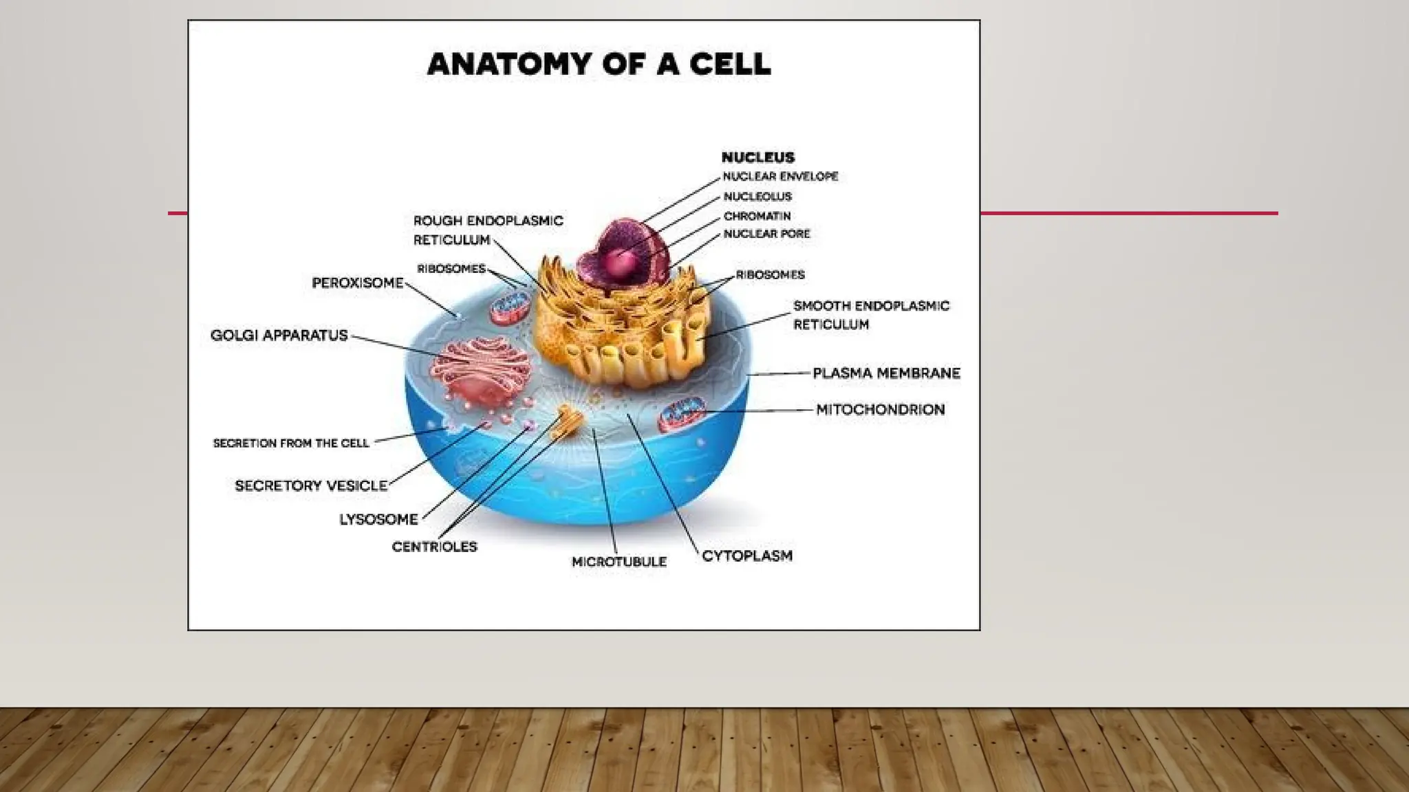 Information about cells parts and tissues | PPTX