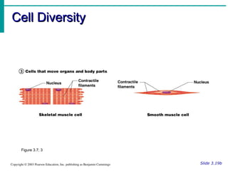 Structure and Function Cells and Tissues: Structure and Function Cells ...
