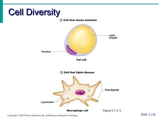 Structure and Function Cells and Tissues: Structure and Function Cells ...