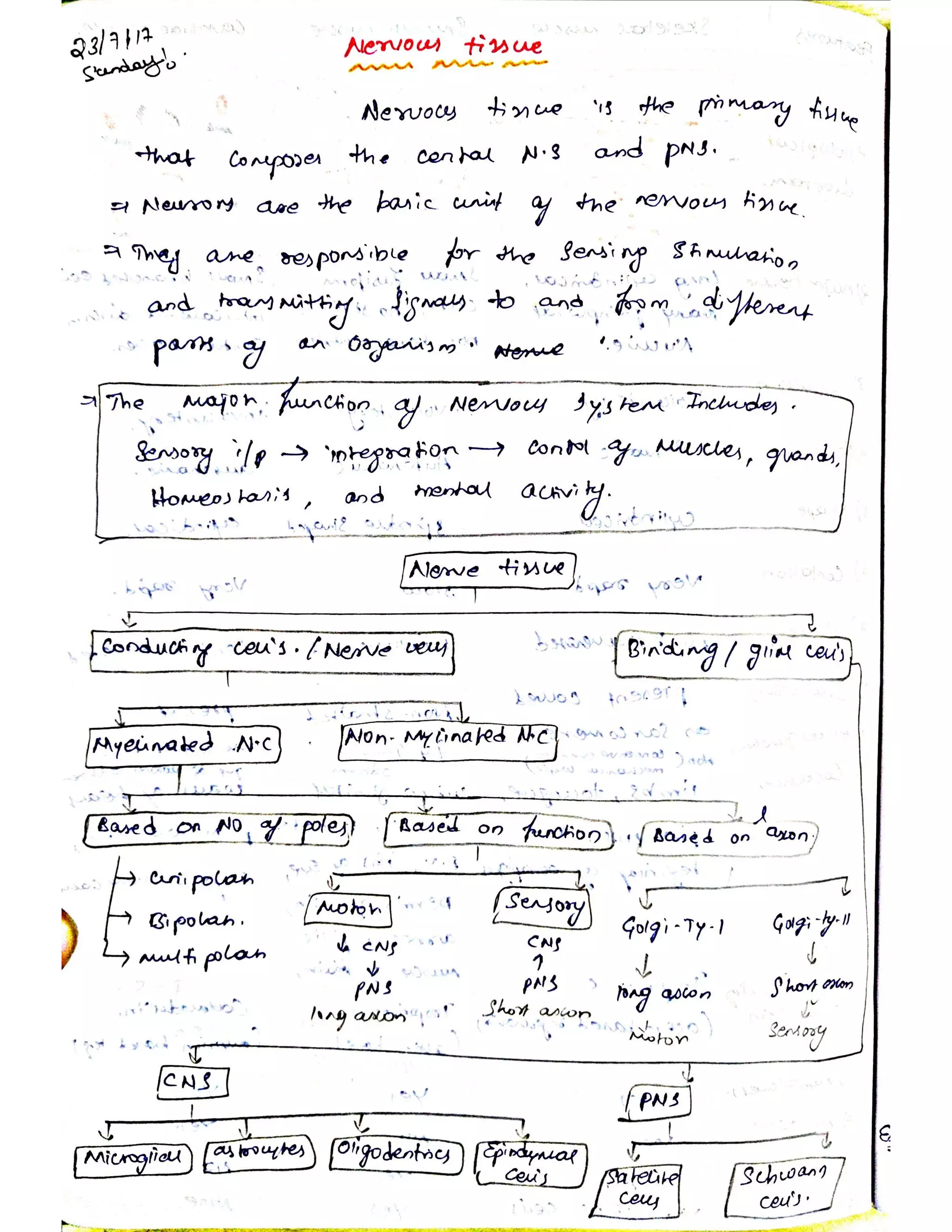 Cells and tissues written notes | PDF
