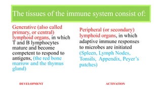 Cells and tissues of the immune system | PPTX