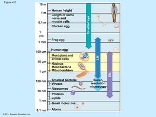 Cellular Structure and Processes AP Biology | PDF