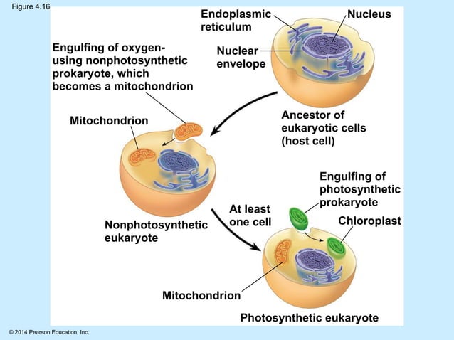 Cellular Structure and Processes AP Biology | PDF