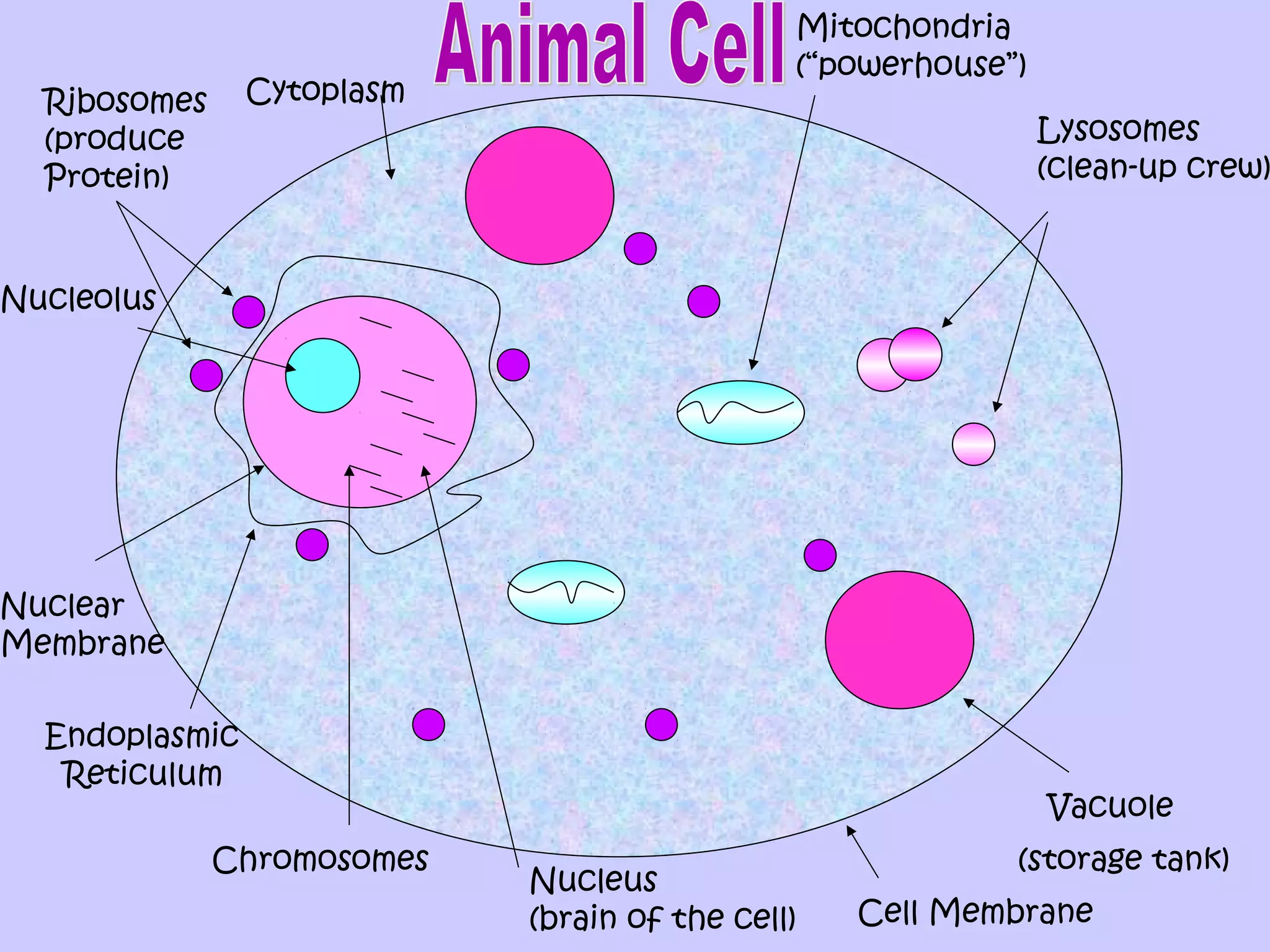 Cells are cool ppt. | PPT