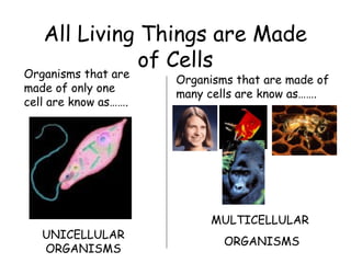 Cells are cool ppt. | PPT