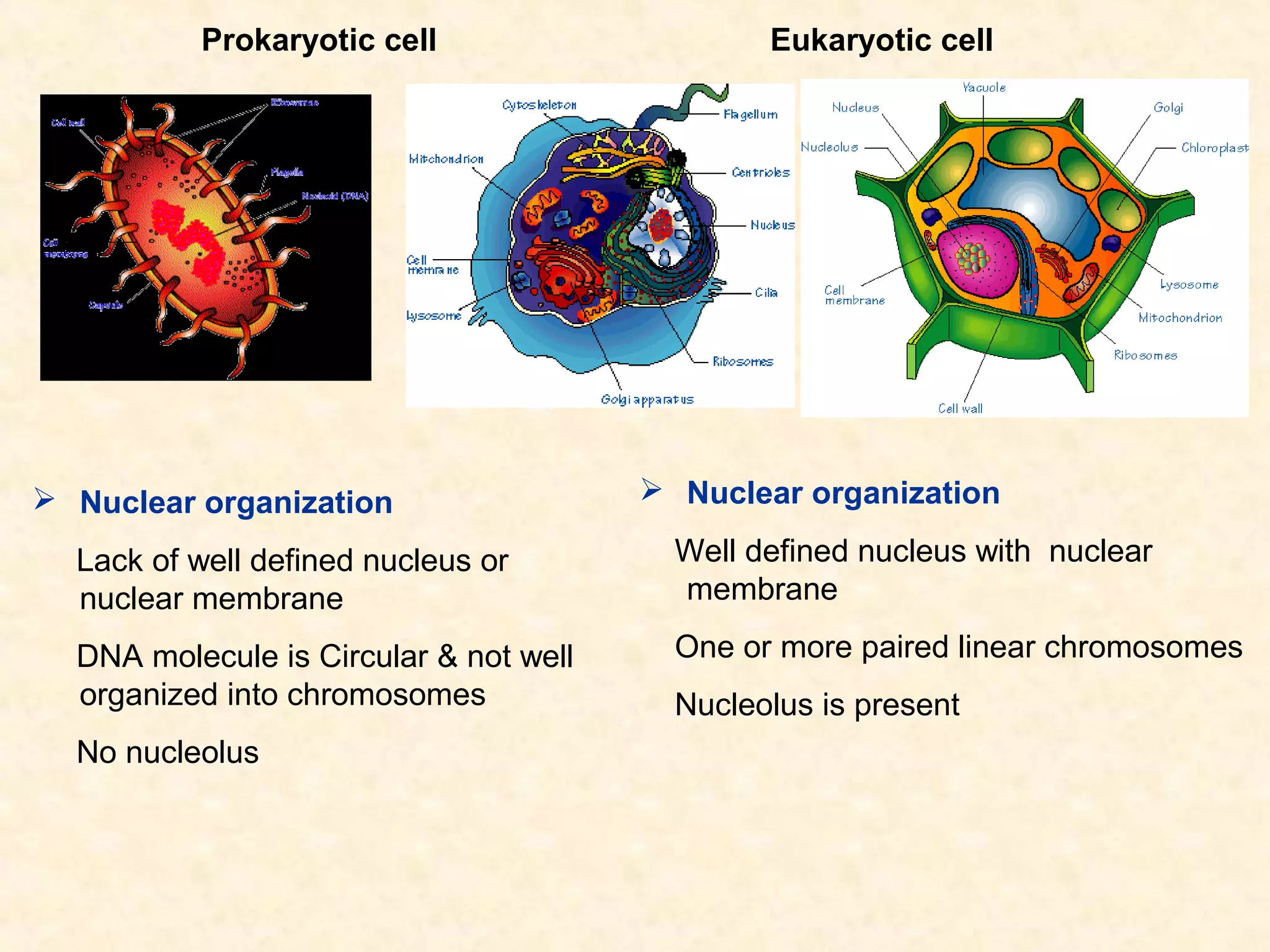 Cells as a unit of life | PPT