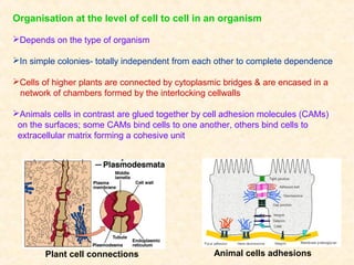 Cells as a unit of life | PPT