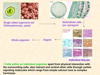 Cells as a unit of life | PPT