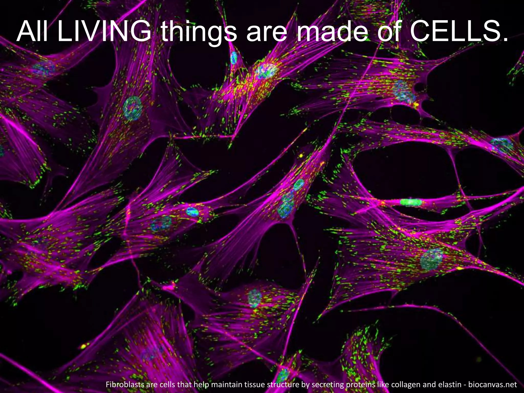 Cells as the basis of life | PPTX | Biological Sciences | Science