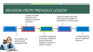 Cells as the building blocks for life.pptx