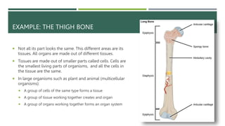 Cells as the building blocks for life.pptx