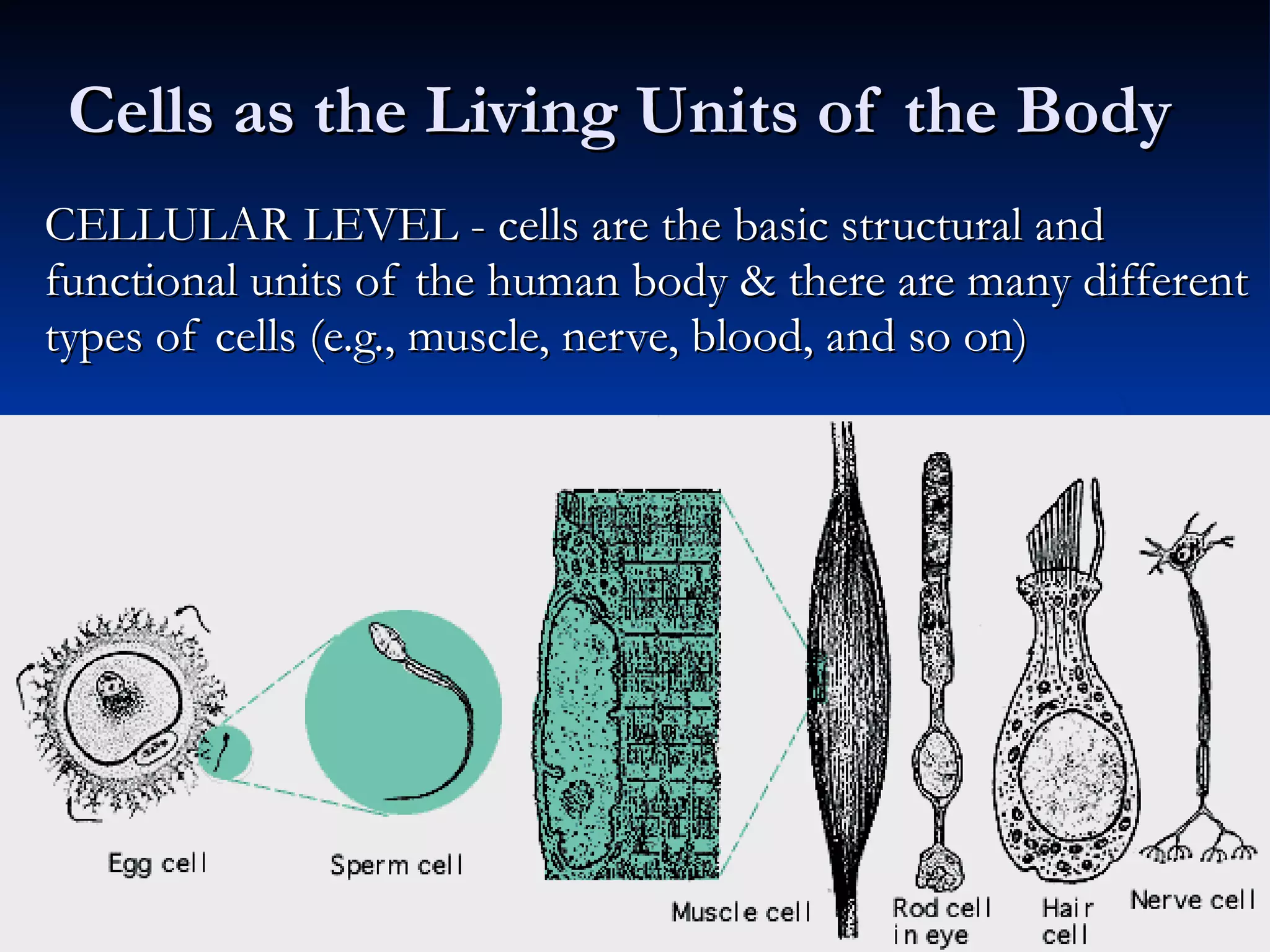 Cells as the living units of the body | PPT