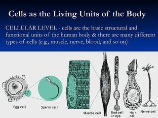 Cells as the living units of the body | PPT