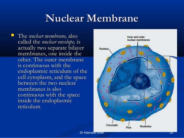 Nuclear Membrane Definition Functions Video Lesson