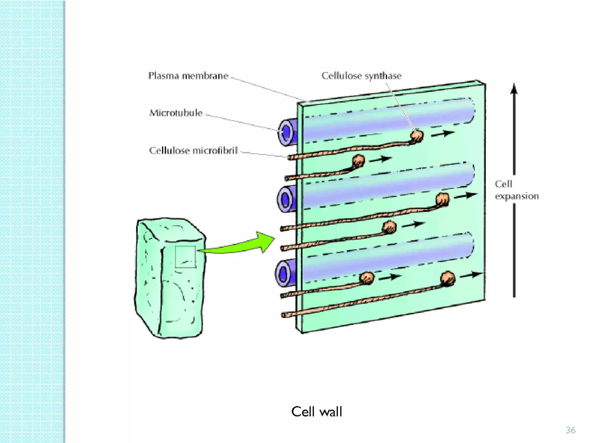 Cells Cell Biology Leacture 2 | PPT
