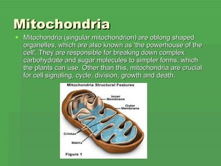 Cell project | PPT