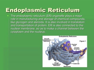 Cell project | PPT | Biological Sciences | Science