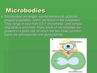 Cell project | PPT | Biological Sciences | Science