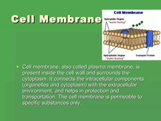 Cell project | PPT | Biological Sciences | Science