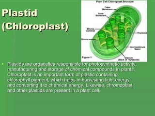 Cell project | PPT | Biological Sciences | Science