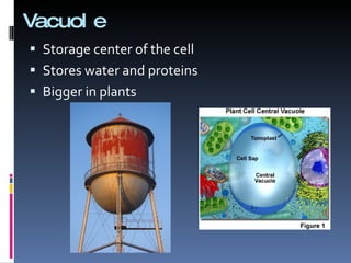 Cells Cell Parts | PPT