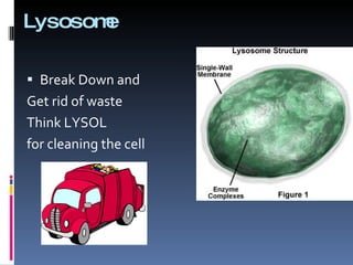 Cells Cell Parts | PPT
