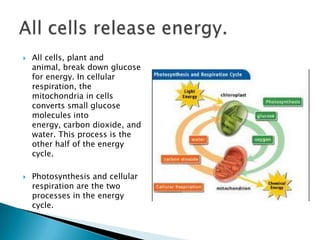 Cells chapter 2 review | PPTX | Biological Sciences | Science