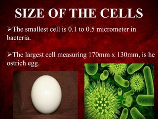 Austin Cell Science | PPT