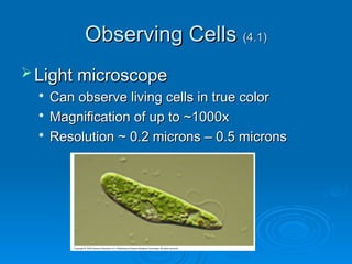 Structure of Cell and its functions in life | PPT