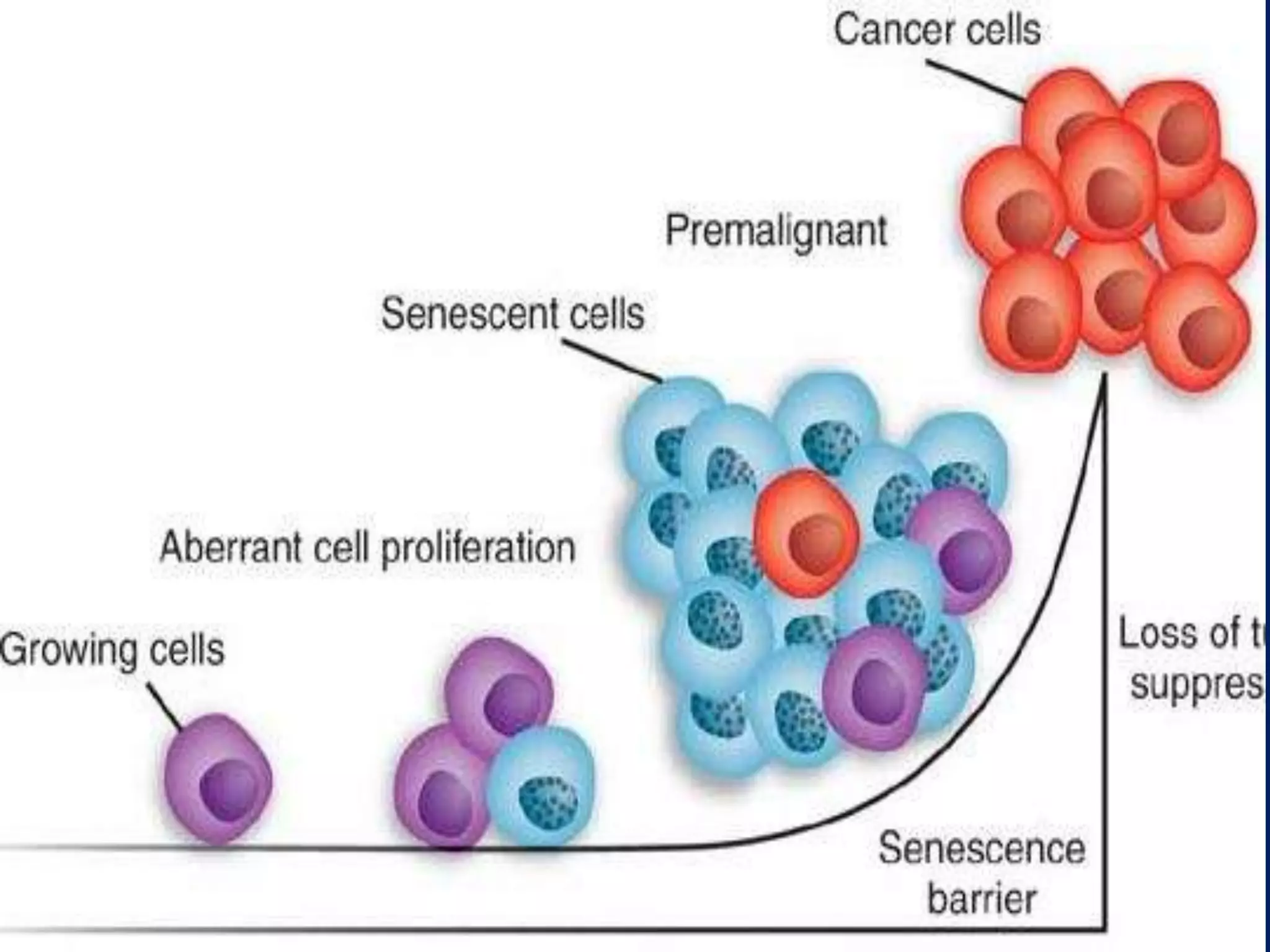 Cell senescence and Apoptosis (PCD) | PPSX