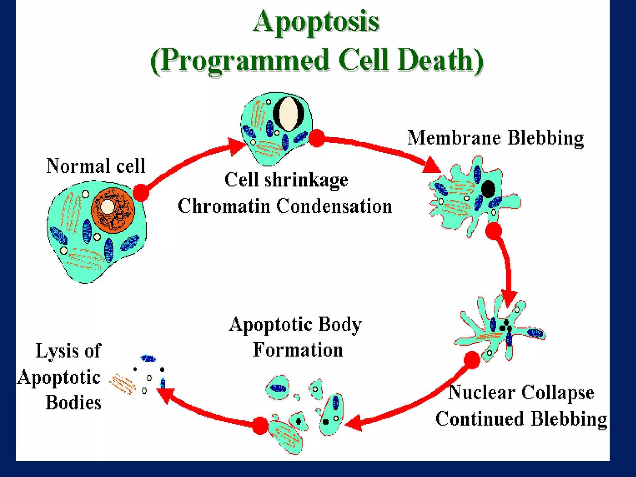 Cell senescence and Apoptosis (PCD) | PPSX