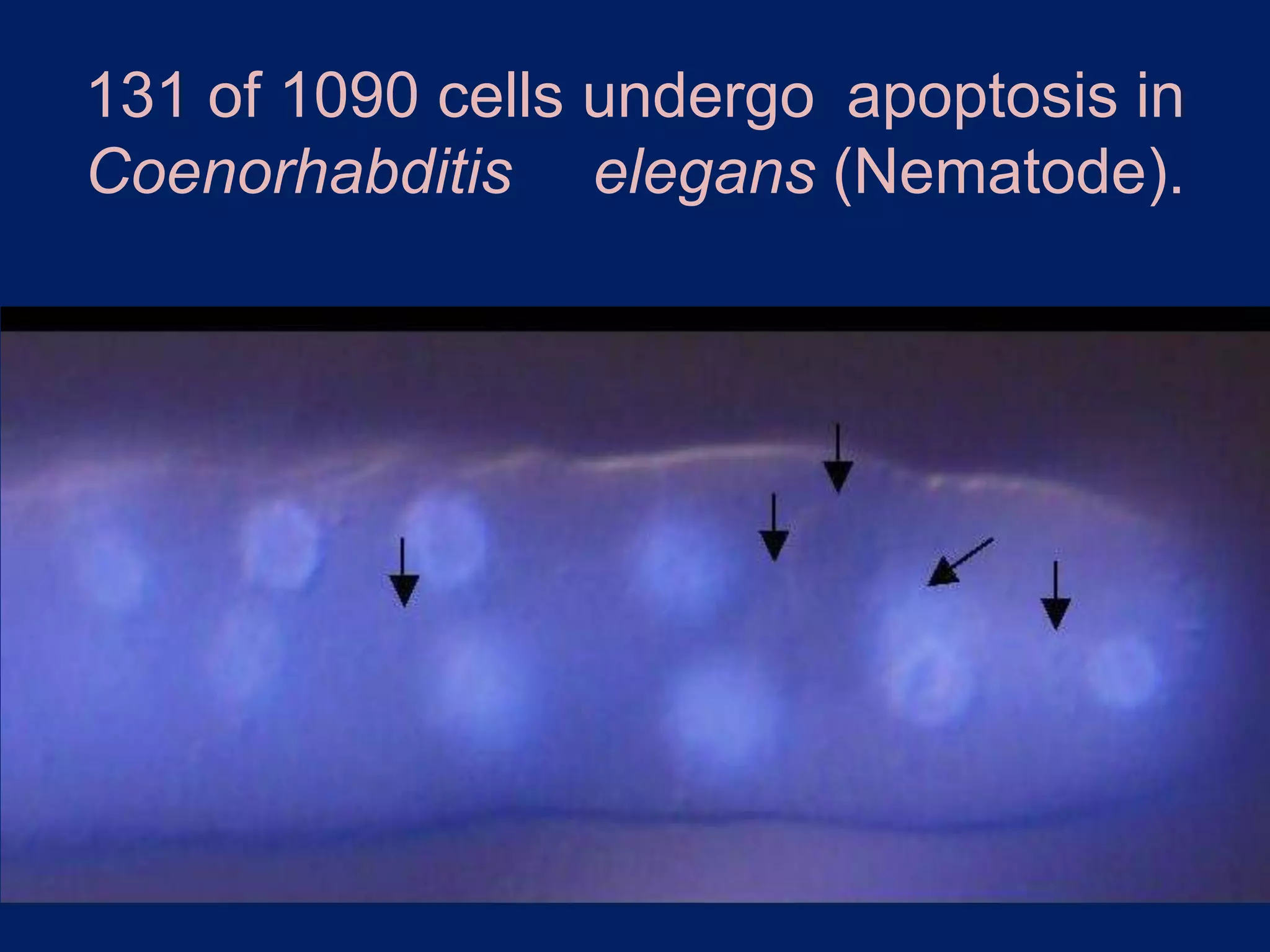 Cell senescence and Apoptosis (PCD) | PPSX
