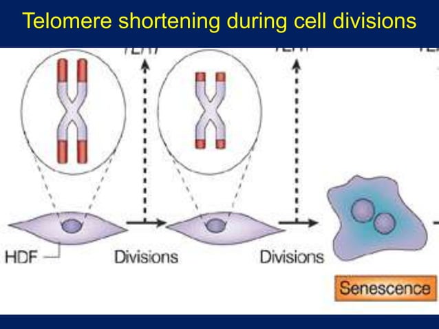 Cell senescence and Apoptosis (PCD) | PPSX