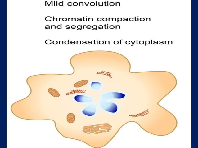 Cell senescence and Apoptosis (PCD) | PPSX