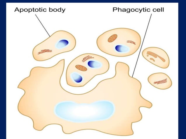 Cell senescence and Apoptosis (PCD) | PPSX