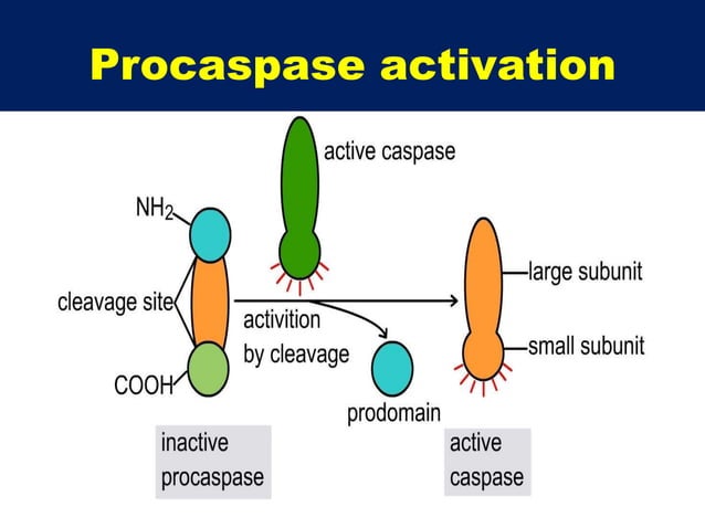 Cell senescence and Apoptosis (PCD) | PPSX