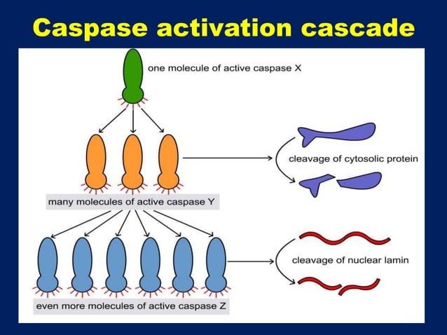 Cell senescence and Apoptosis (PCD) | PPSX