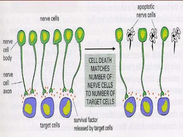 Cell senescence and Apoptosis (PCD) | PPSX