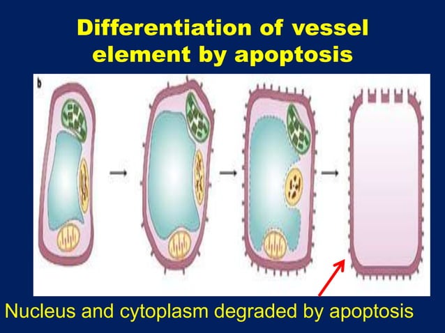 Cell senescence and Apoptosis (PCD) | PPSX