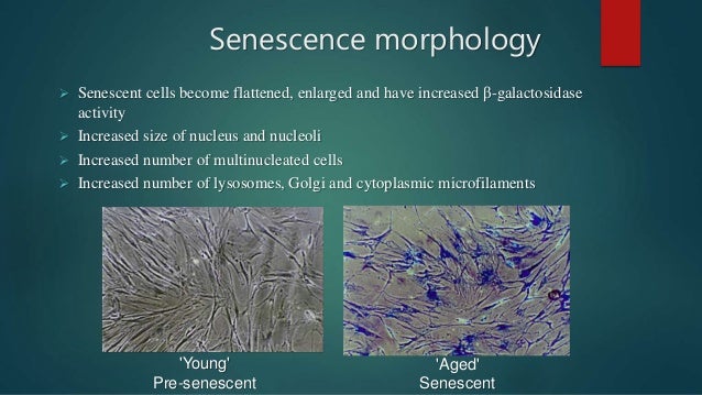Cell senescence