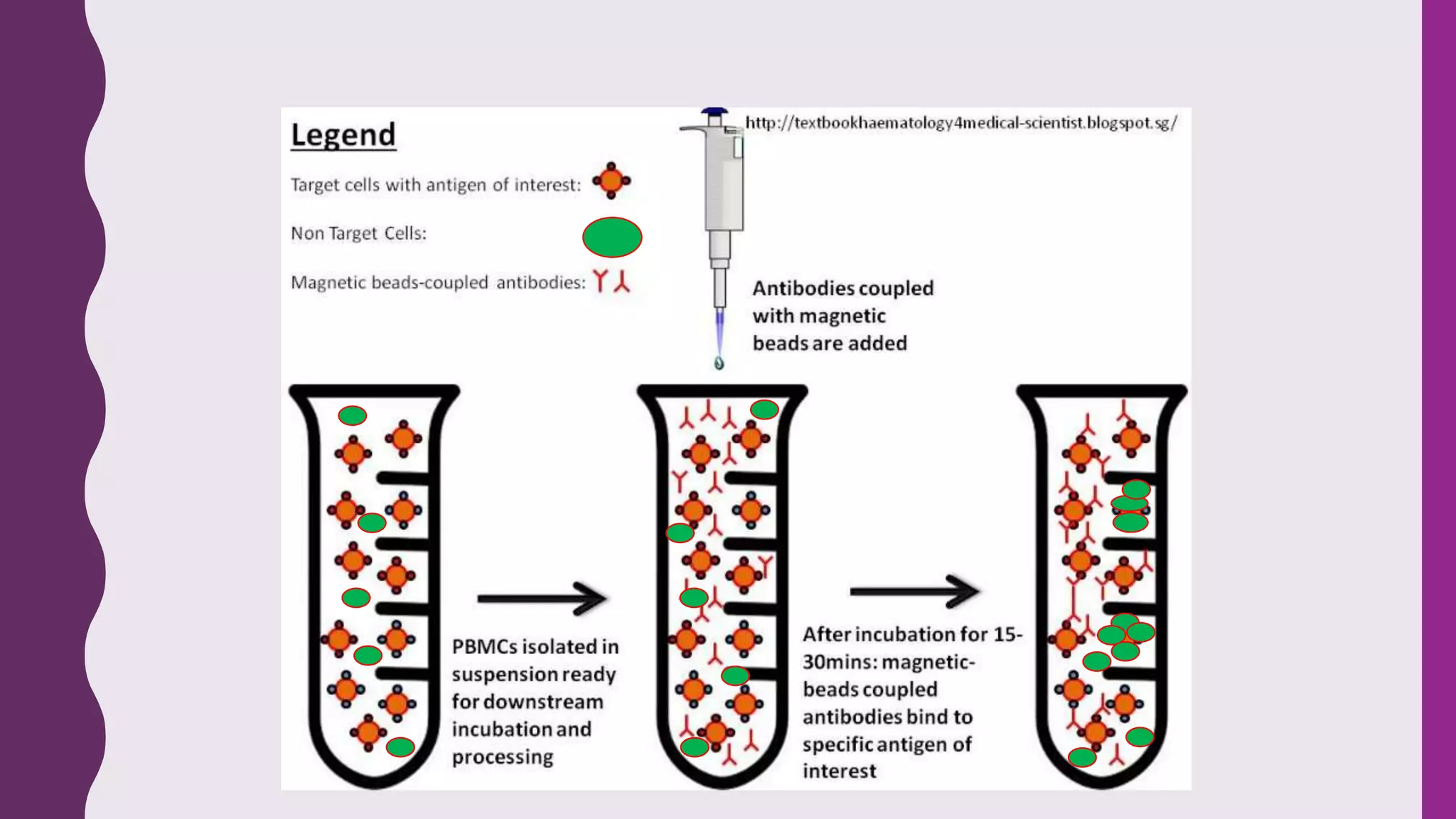 Cell sepration and flowcytometry | PPTX