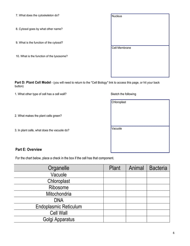 cells_exploration_activities.pdf for students | PDF