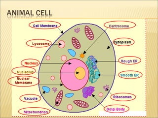 Grade 7 - Cells, Functions of Organels | PPT