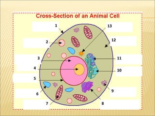 7th Grade Animal Cell Parts