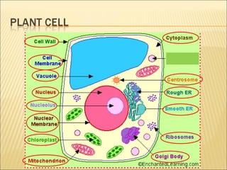 Animal Cell Diagram For 7th Graders